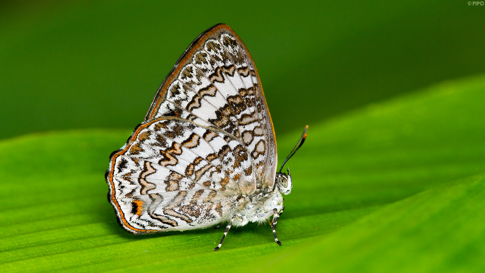 Poritia hewitsoni tavoyana : Common Gem / ผีเสื้อมรกตธรรมดา