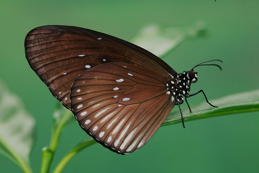 Euploea doubledayi doubledayi : Greater Striped Black Crow / ผีเสื้อจร ...