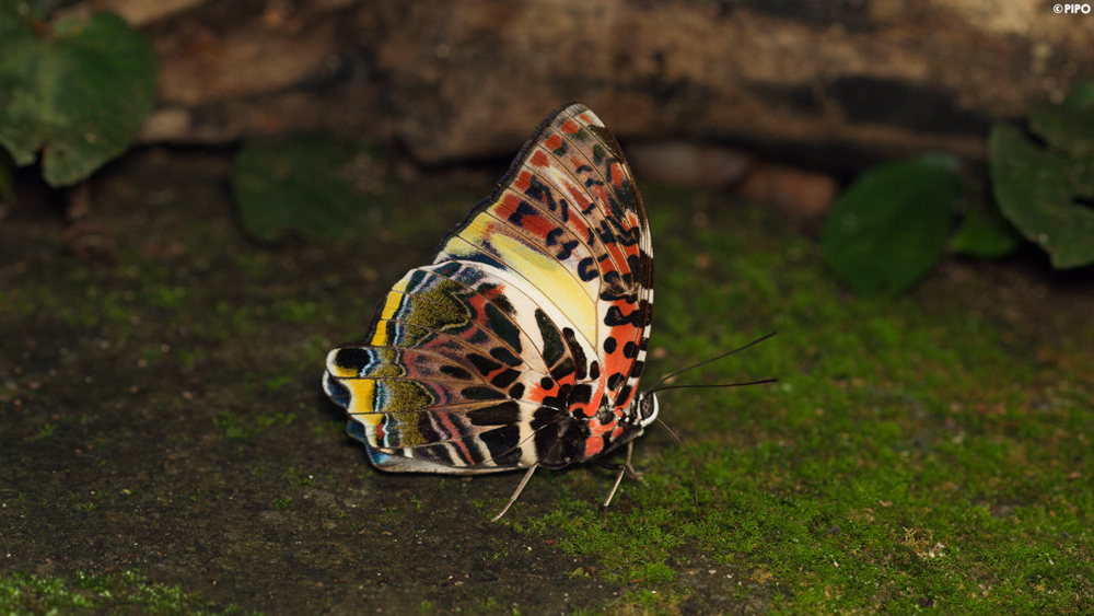 Agatasa calydonia calydonia : Glorious Begum / ผีเสื้อเจ้าหญิงคาลิโดเนีย