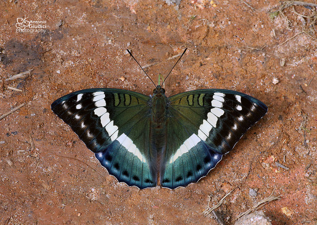 Nymphalidae (วงศ์ผีเสื้อขาหน้าพู่)