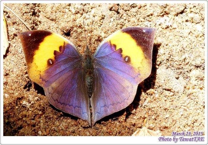 Kallima inachus siamensis : Indian Leaf Butterfly (ผีเสื้อใบไม้ใหญ่อินเดีย)