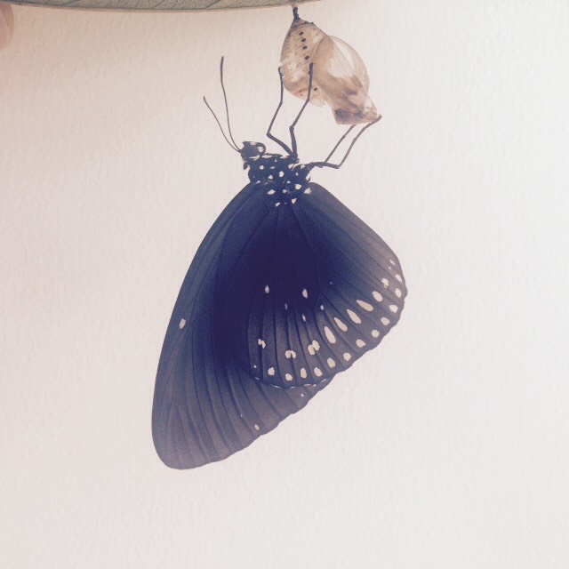 Euploea midamus chloe : Blue-Spotted Crow / ผีเสื้อจรกาจุดฟ้า