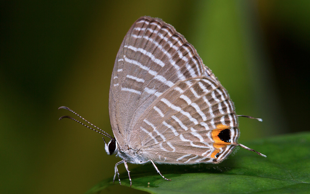 Jamides celeno aelianus : Common Cerulean / ผีเสื้อฟ้าวาวสีต่างฤดู