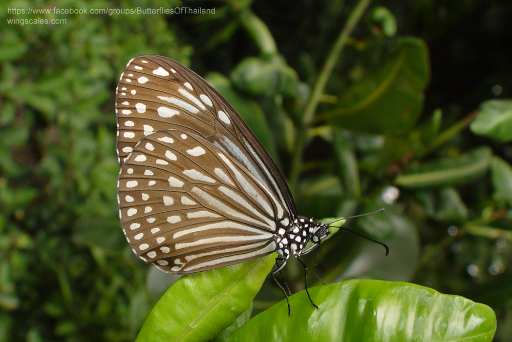 Parantica agleoides agleoides : Dark Glassy Tiger / ผีเสื้อลายเสือขีดสั้น