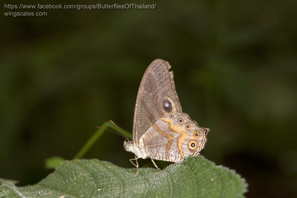 Erites angularis angularis : Angle Cyclops / ผีเสื้อปีกใสจุดตาลายหัก
