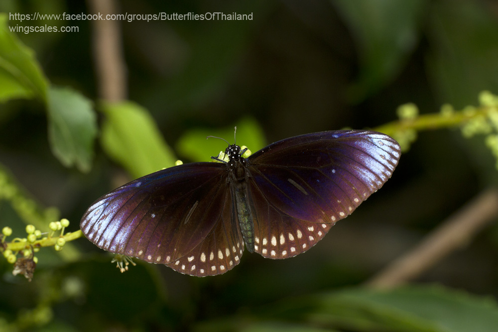 Euploea core godartii : Common Indian Crow (ผีเสื้อจรกาหนอนยี่โถ)