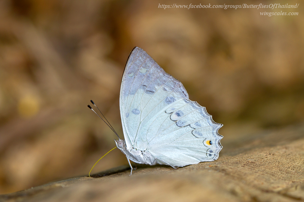 Helcyra hemina hemina : White Emperor / จักรพรรดิขาว