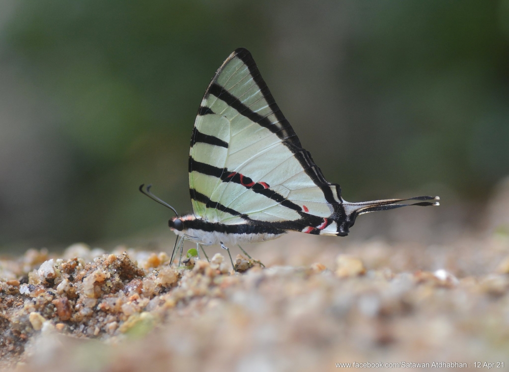 Graphium agetes iponus : Fourbar Swordtail / ผีเสื้อหางดาบภูเขา