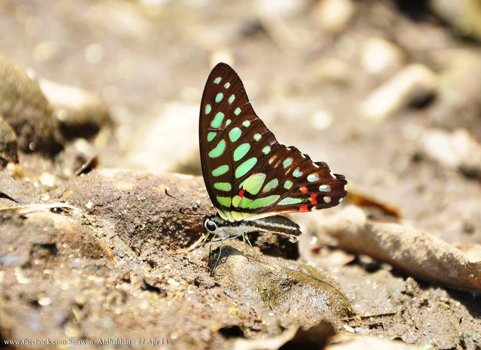 Graphium arycles rama : Spotted Jay / ผีเสื้อหนอนจำปีจุดแดงต่อ