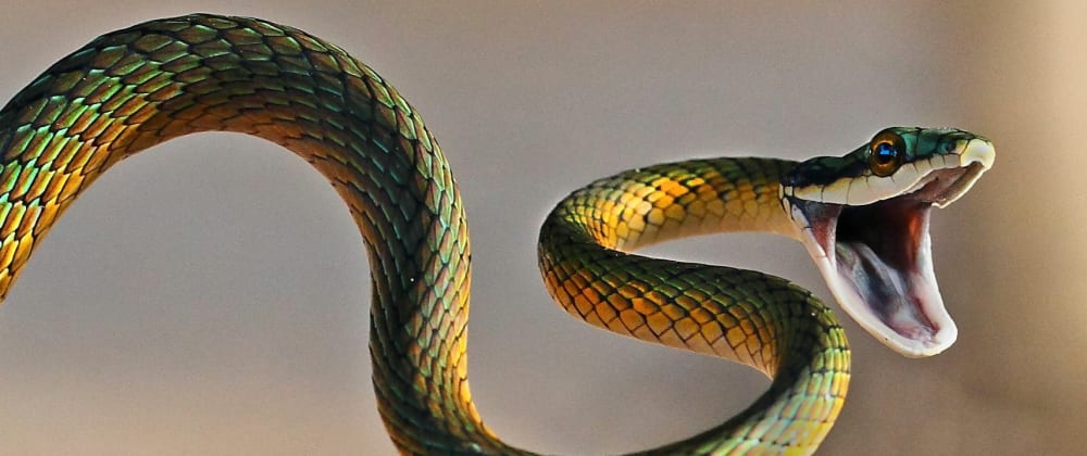 A Simple Oracle Db Connection In Python Dev Community
