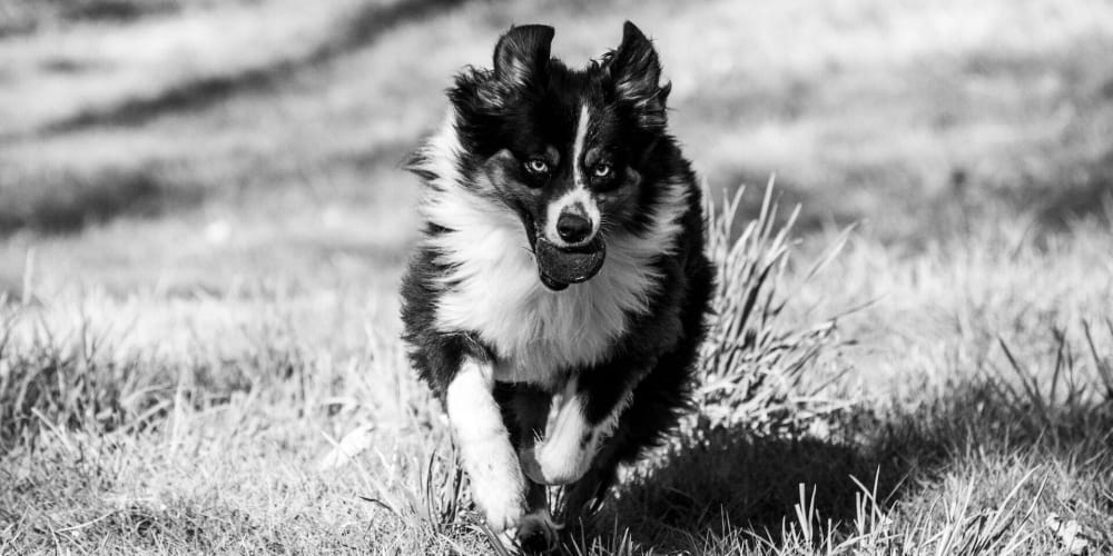 Mastering The Fetch Api A Comprehensive Guide To Modern Web Data