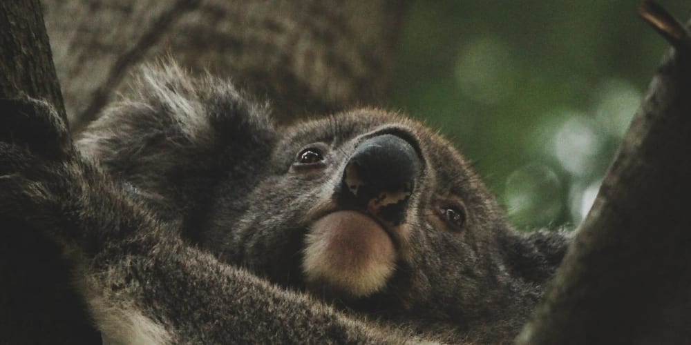 馃Ε React Lazy Without A Default Export Dev Community