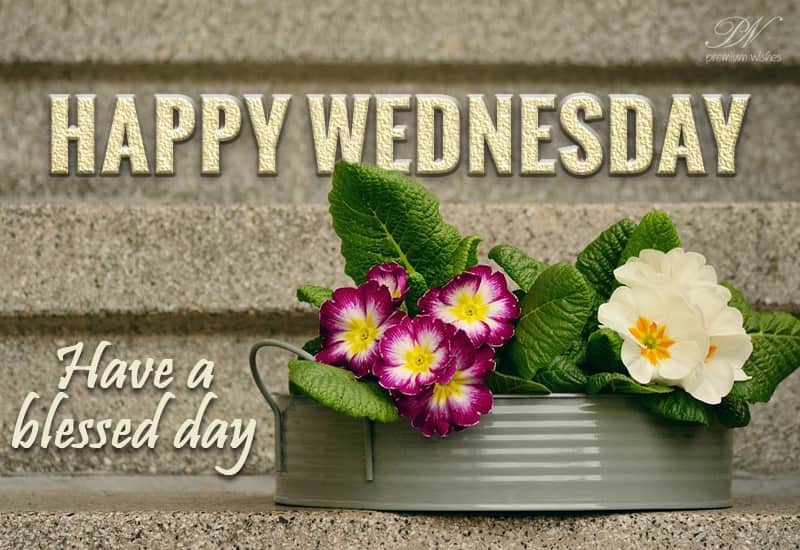 Happy Wednesday Everyone - Have a blessed day - Premium Wishes