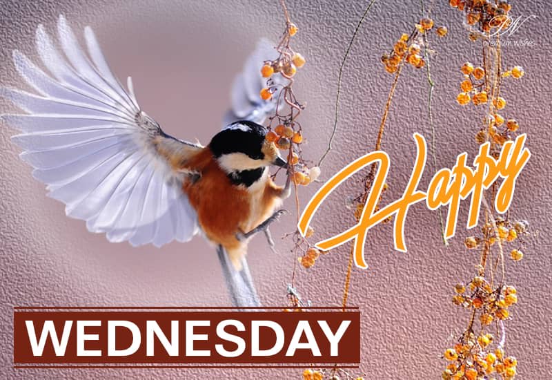 Happy Wednesday - Keep Calm and Enjoy Nature - Premium Wishes