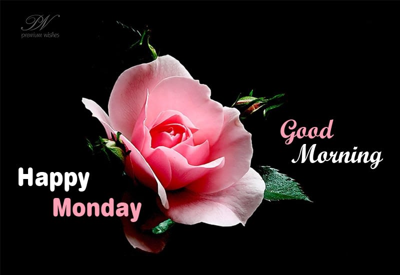 Happy Monday Roses - Premium Wishes