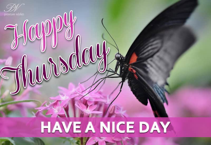 Happy Thursday - Have a nice and safe day - Premium Wishes