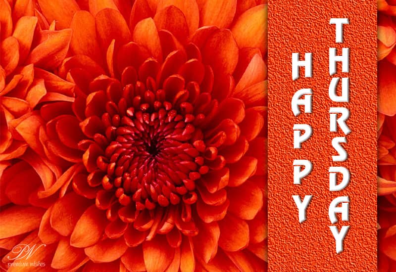 Happy and Sunny Thursday Wishes - Premium Wishes