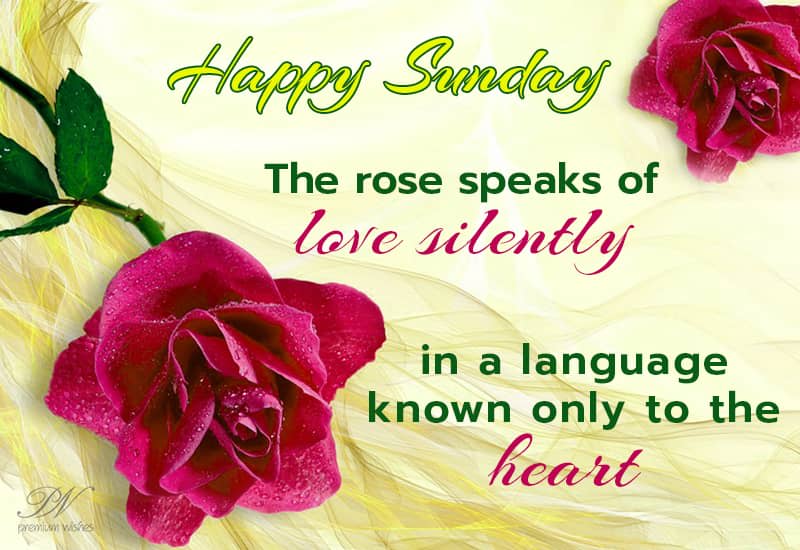 Happy Sunday Rose - It speaks of love silently - Premium Wishes