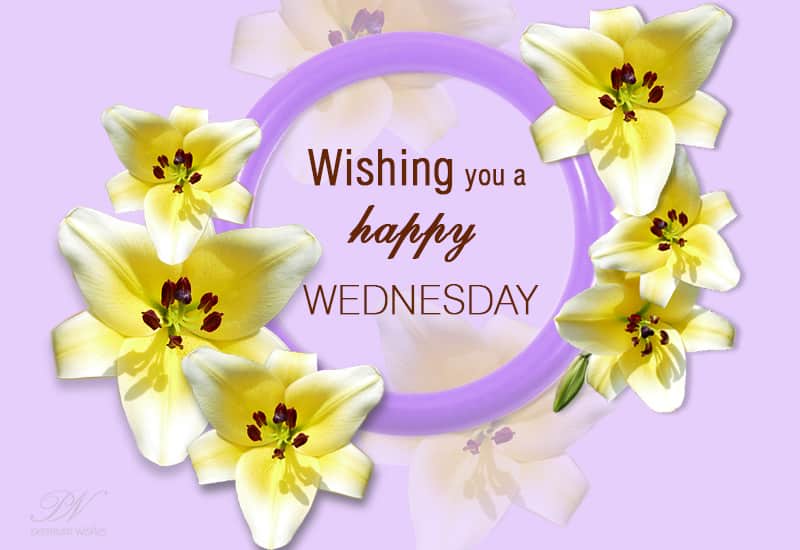 Happy Wednesday Images For WhatsApp - Premium Wishes