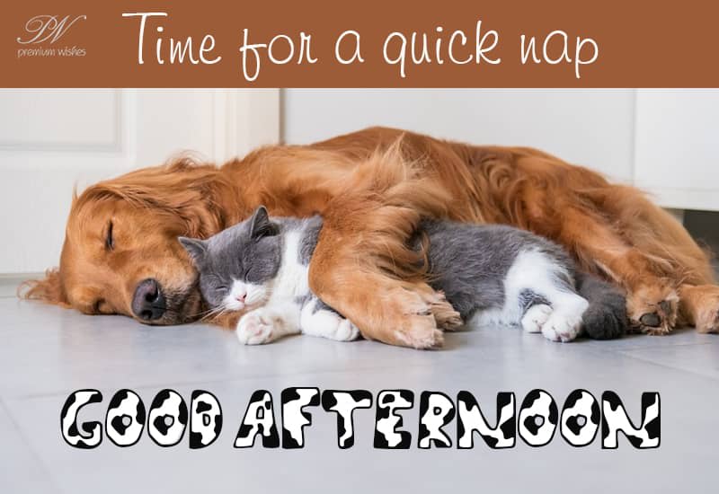 Good Afternoon - Time for a quick nap - Premium Wishes