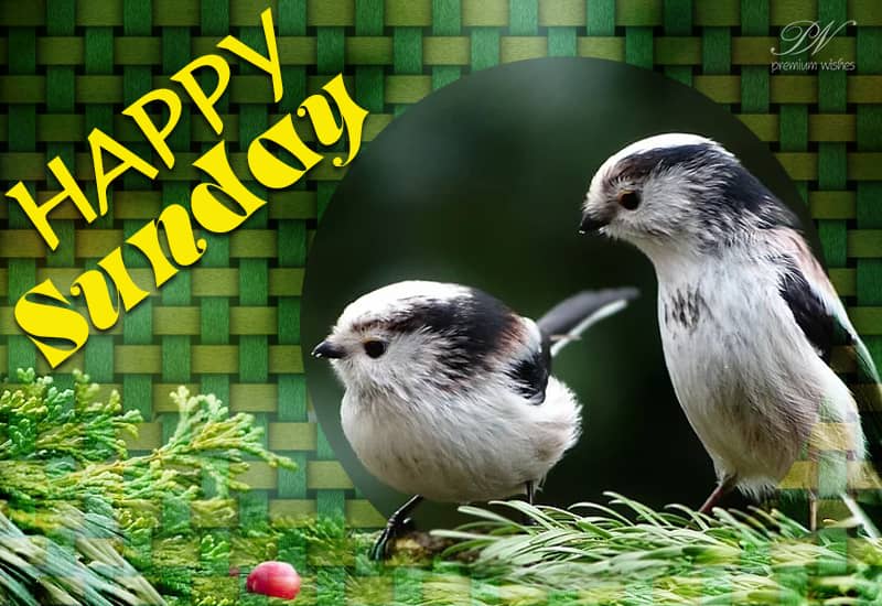 Happy Sunday - Stay Safe - Premium Wishes