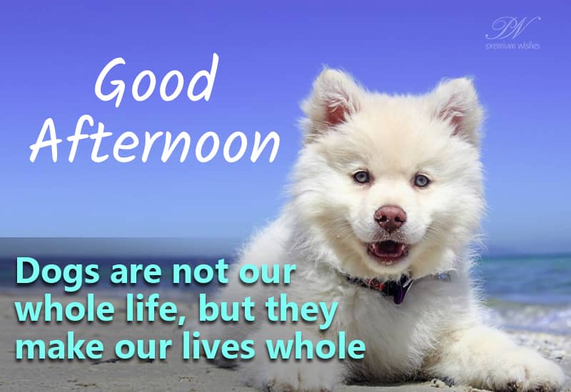 Good Afternoon - Dogs make our life whole - Premium Wishes