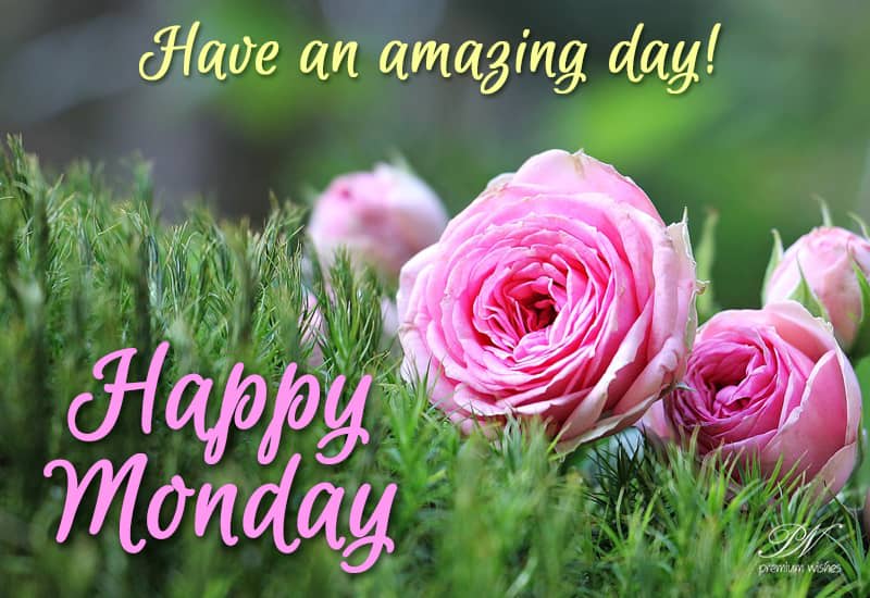 Have an amazing Monday - Good Morning - Premium Wishes