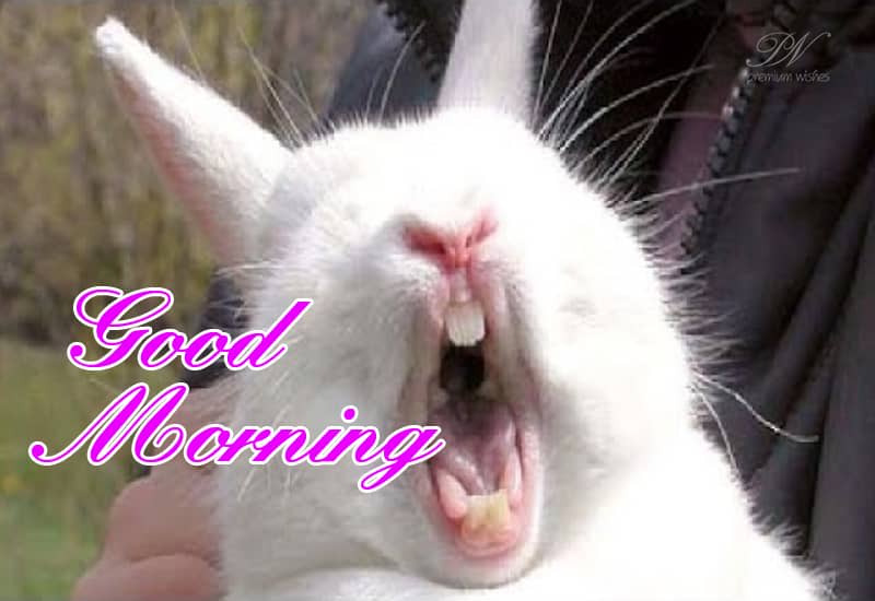 Good Morning - Silently Shouting - Premium Wishes