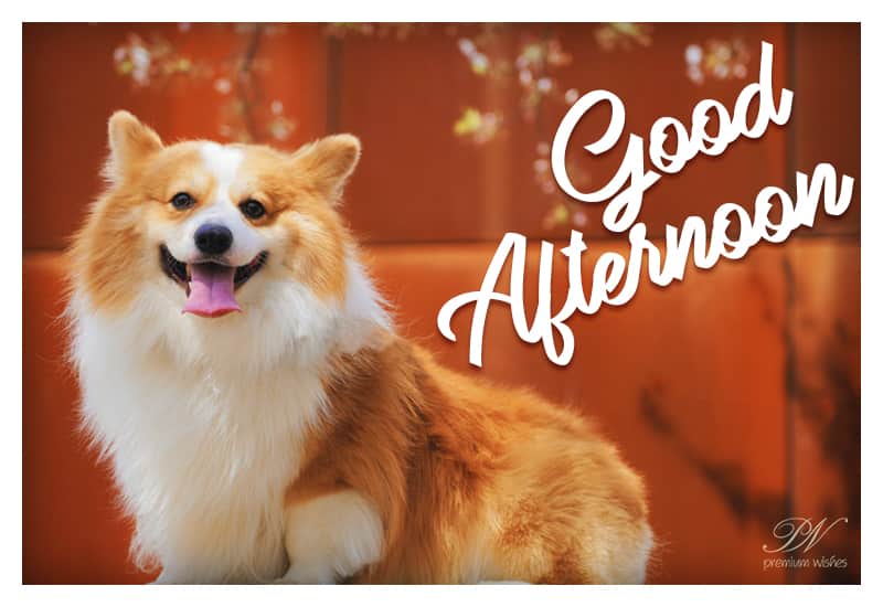 Good Afternoon - Hope you are as happy as your pets are - Premium Wishes