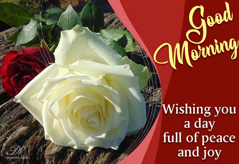 Good Afternoon - May you have a lovely noon and great day - Premium Wishes