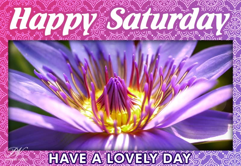 Happy Saturday - Have a lovely Saturday and Stay Safe - Premium Wishes
