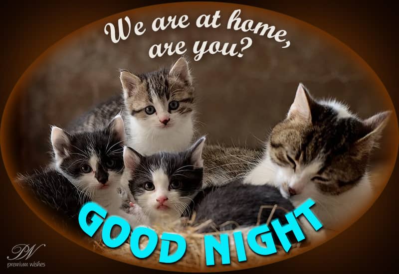 Good Night - We're at home. Are you? - Premium Wishes