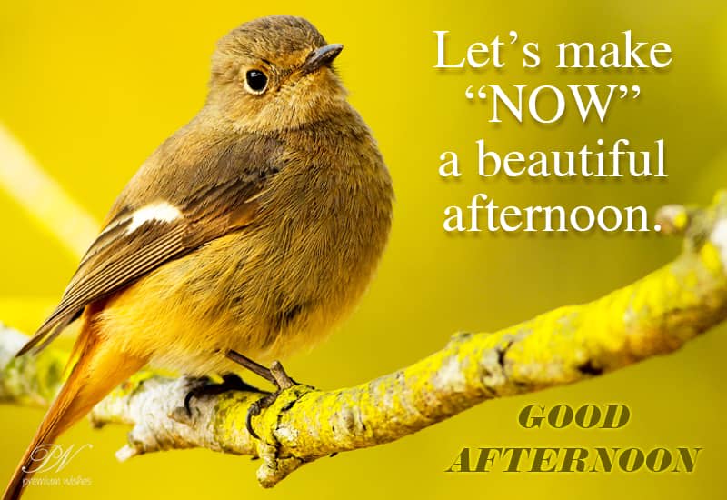 Let's make now a beautiful afternoon - Premium Wishes