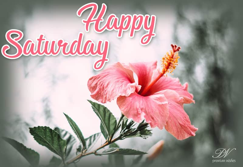 Happy Saturday Friends - The Flowers are blooming - Premium Wishes