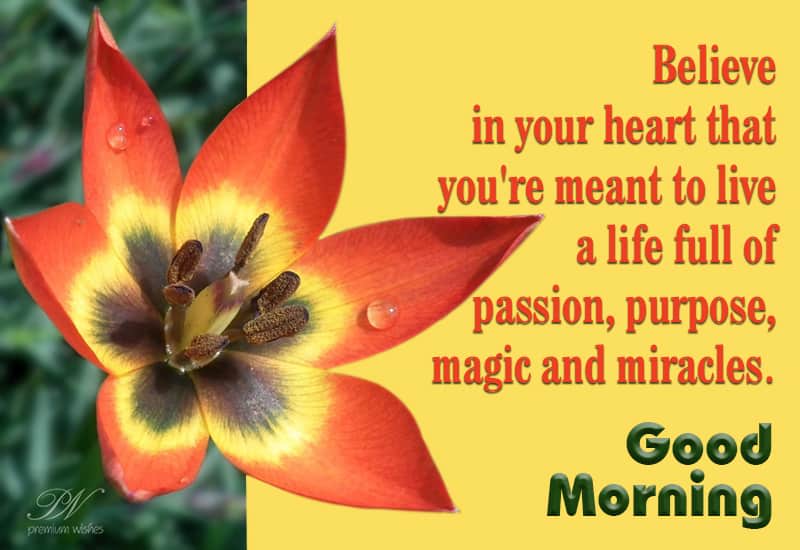 Good Morning - Passion, Purpose, Magic and Miracles - Premium Wishes