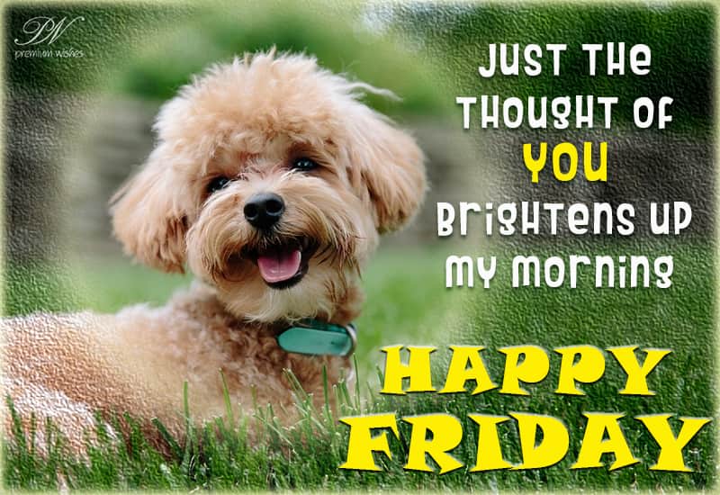 Happy Friday - Thinking of you brightens my day - Premium Wishes