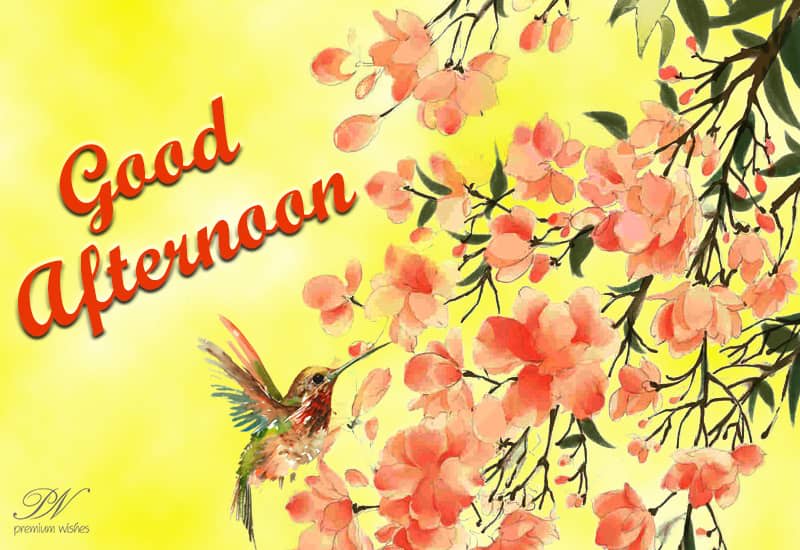 Good Afternoon - Enjoy The Sun and The Colours - Premium Wishes