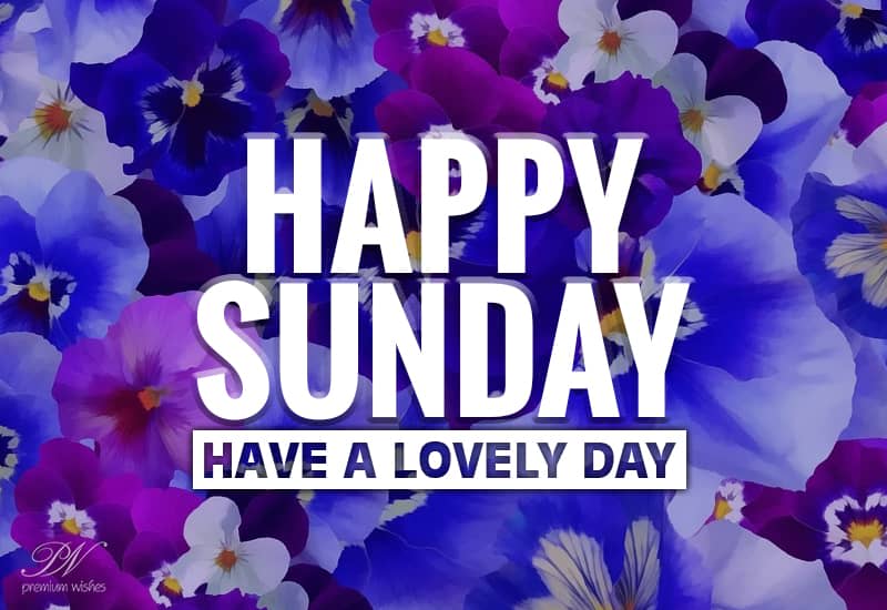 Happy Sunday - Have a lovely and safe day - Premium Wishes