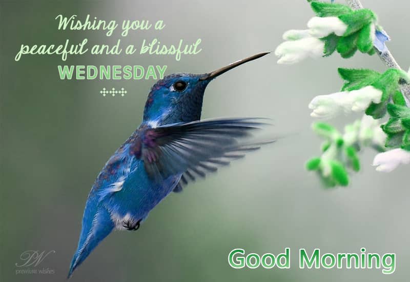 Happy Wednesday Images For WhatsApp - Premium Wishes