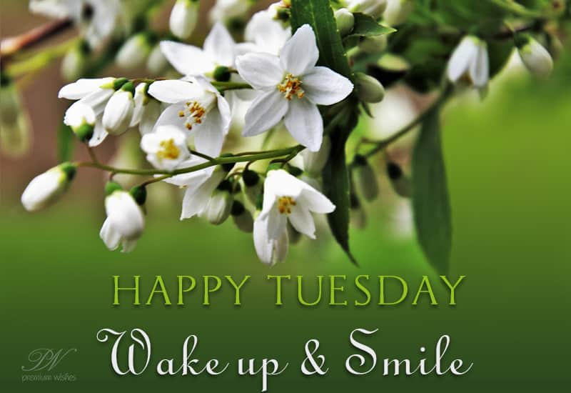 Happy Tuesday - Wakeup and Smile - Premium Wishes