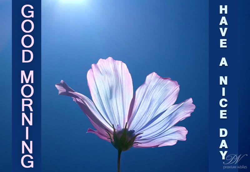 Good Morning - May joy be with you - Premium Wishes