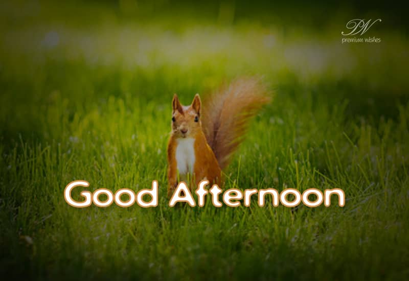 Good Afternoon Dear - Premium Wishes