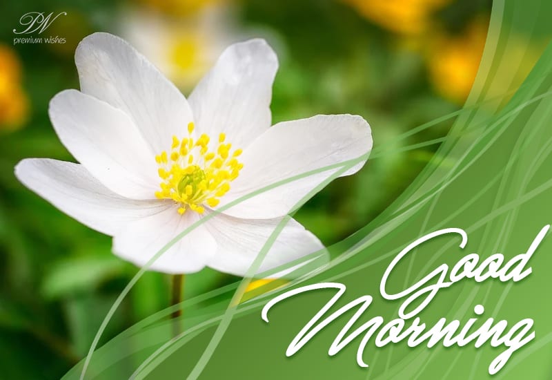 Wishing you Good Morning - May your morning be the best - Premium Wishes