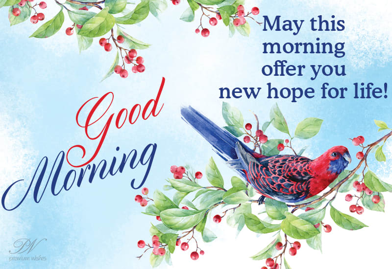Good Morning - May this morning offer you new hope for life - Premium ...