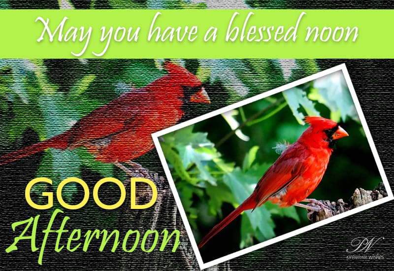 May you have a blessed noon - Happy Afternoon - Premium Wishes