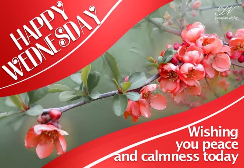 Happy Wednesday - Wishing you peace and calmness today - Premium Wishes
