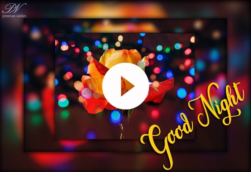 Good Night Roses - Whatsapp Status - Premium Wishes
