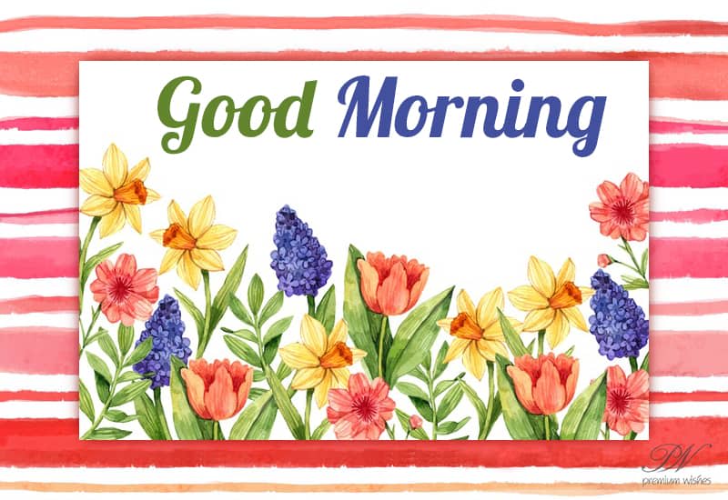 Good Morning - Be Happy and Bloom - Premium Wishes