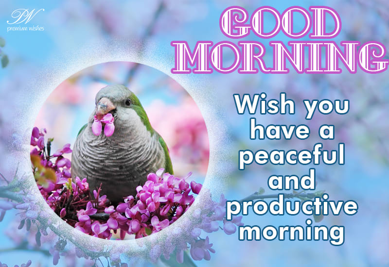 Good Morning Wish you have a peaceful and productive morning - Premium ...