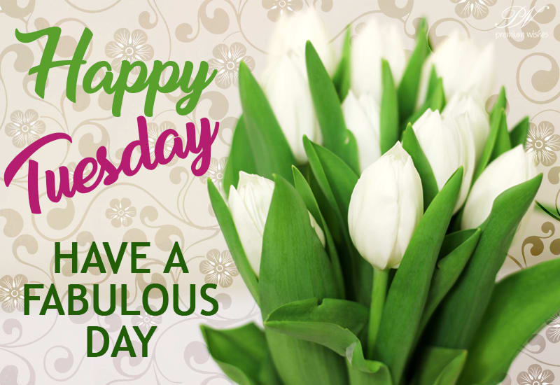 Happy Tuesday - Have a fabulous day - Premium Wishes